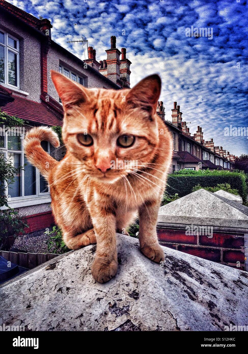 Suburban cat hi-res stock photography and images - Alamy