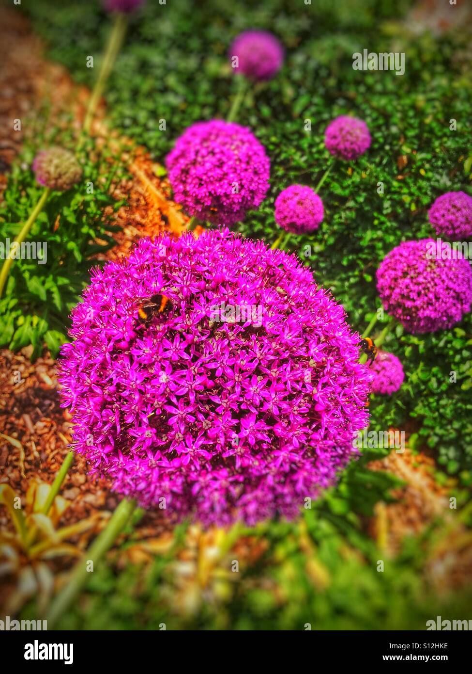 Pink allium flowers Stock Photo - Alamy