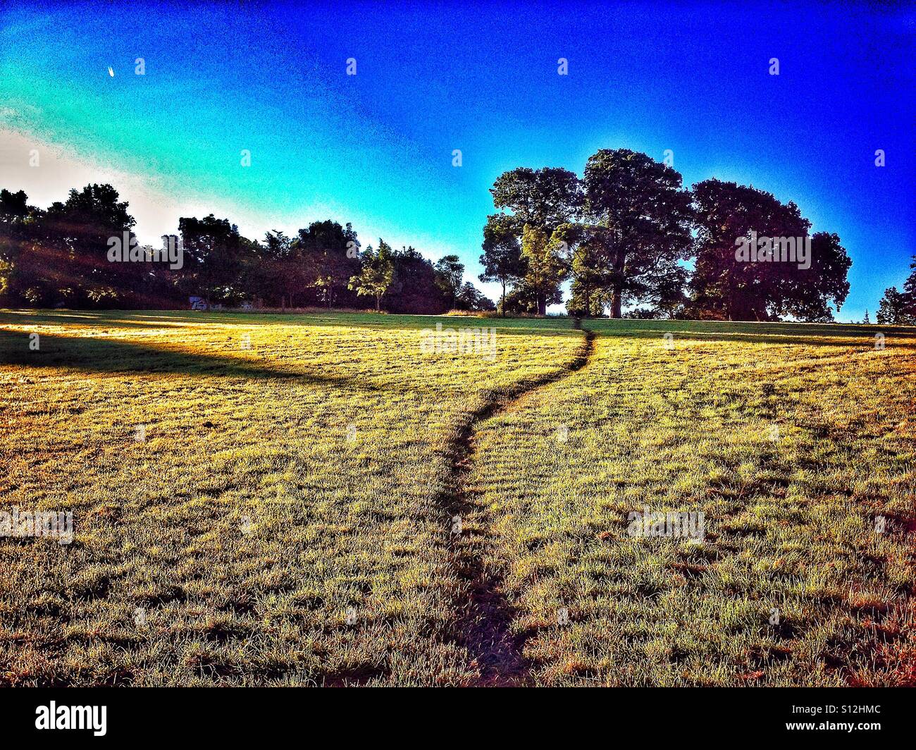 Path leading up a tree lined hill Stock Photo - Alamy
