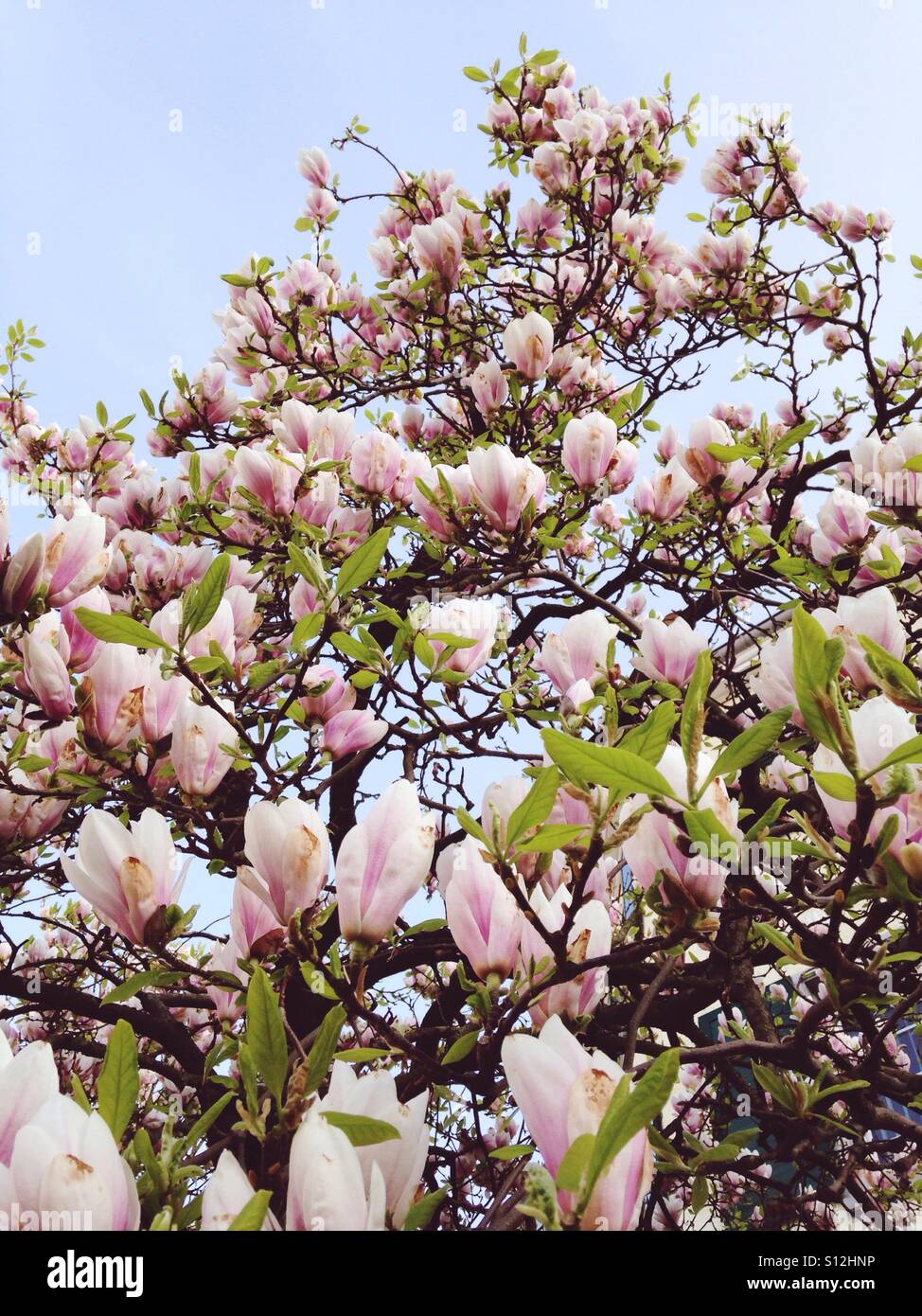 Magnolia tree full bloom hi-res stock photography and images - Alamy