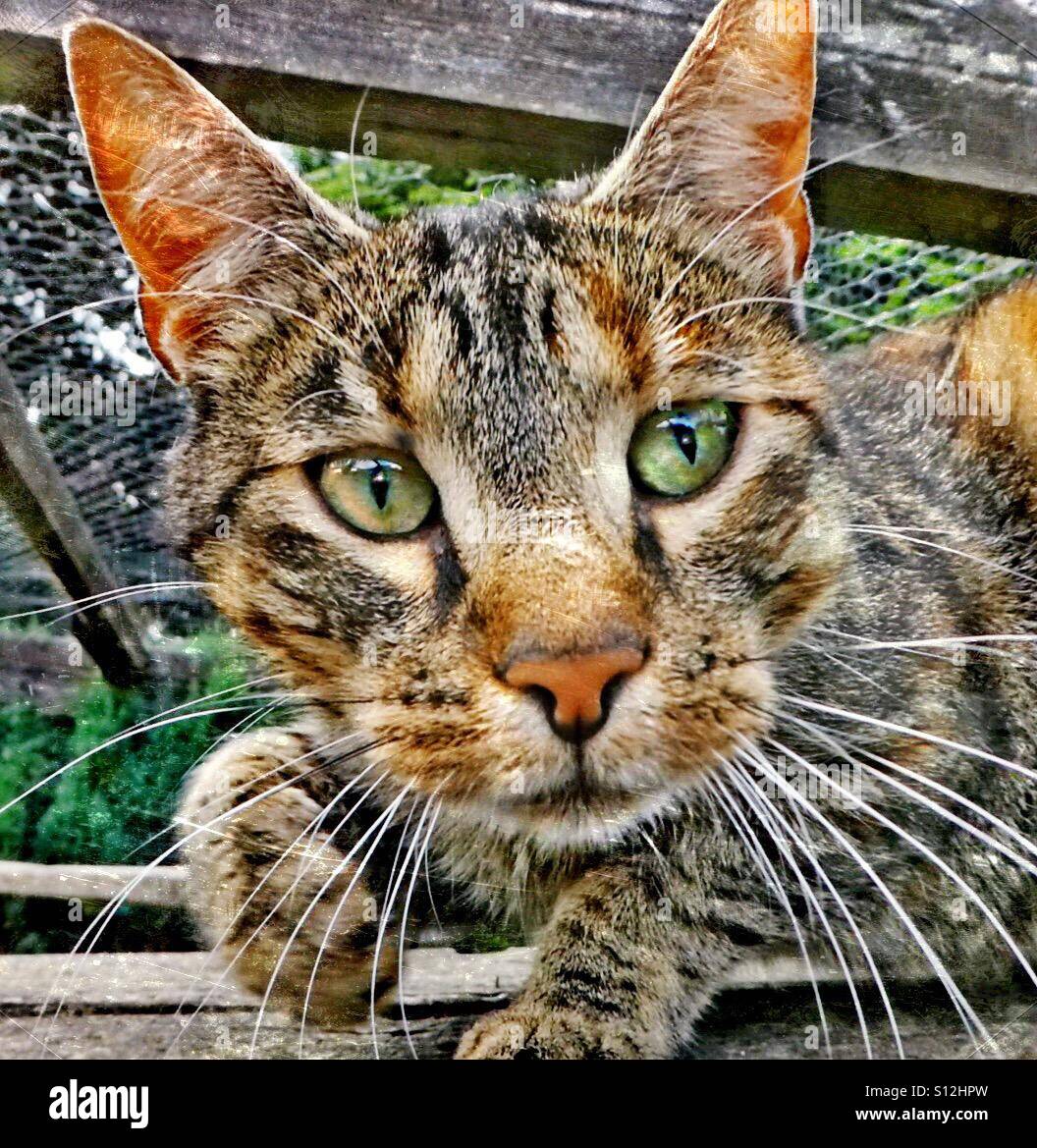 I am looking at you hi-res stock photography and images - Alamy