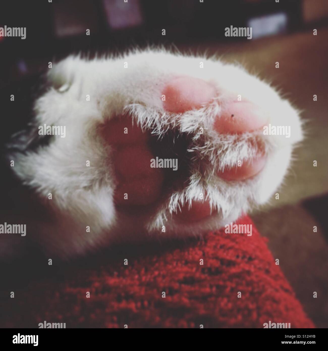 Cat paw hi-res stock photography and images - Alamy