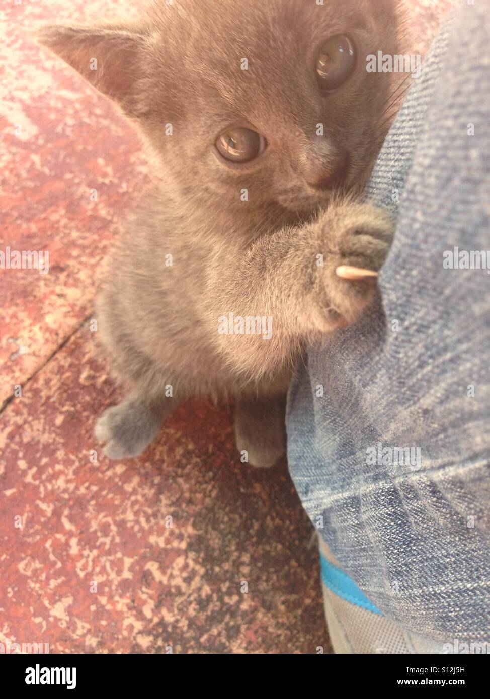 Kitty standing up Stock Photo - Alamy