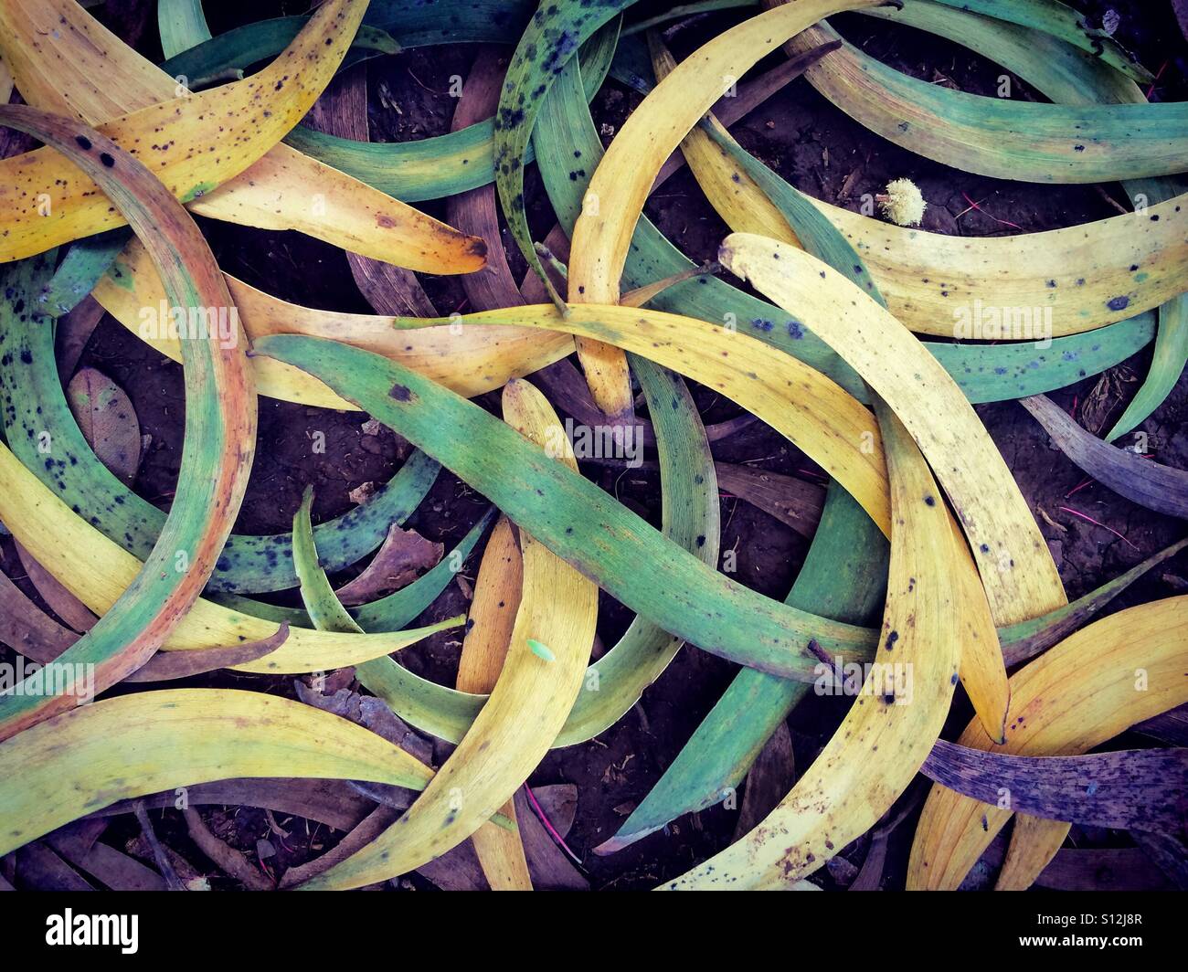 Koa tree hi-res stock photography and images - Alamy