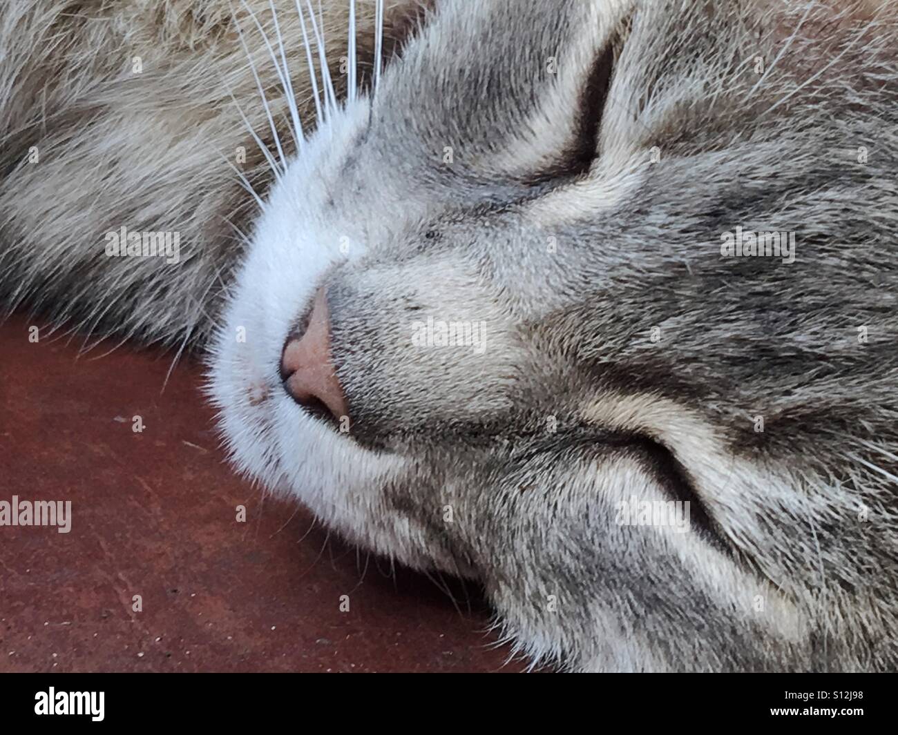Close-Up of a sleeping gray tabby cat outdoors Stock Photo - Alamy