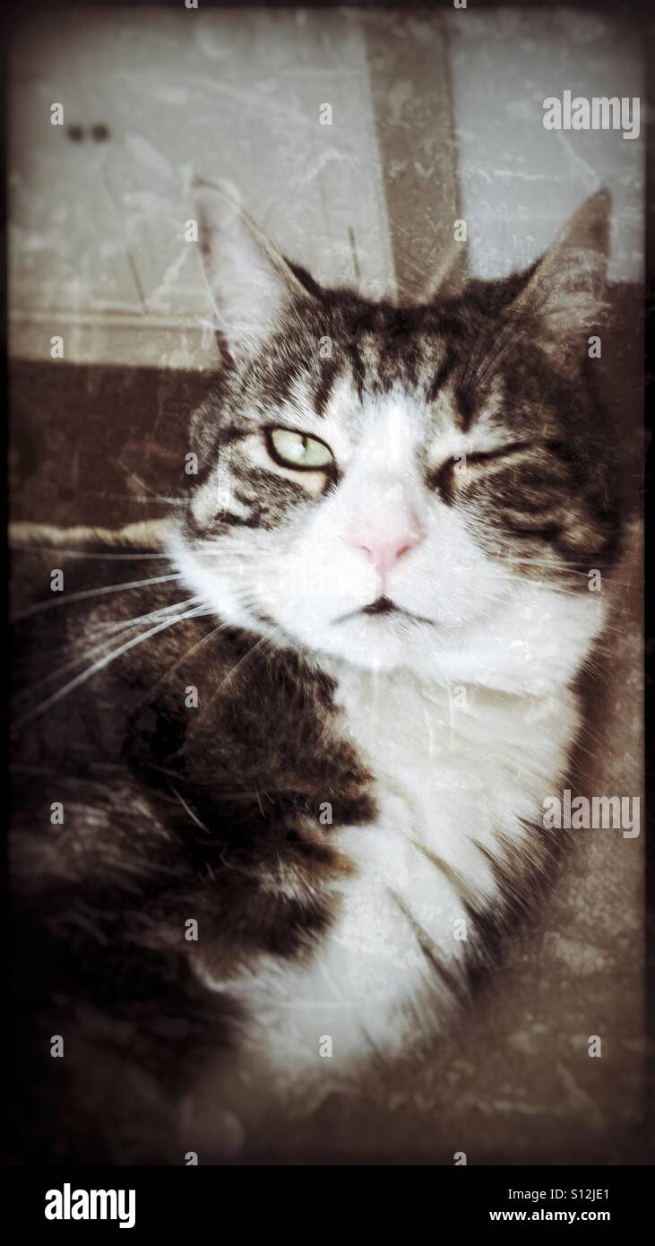 Winning cat hi-res stock photography and images - Alamy