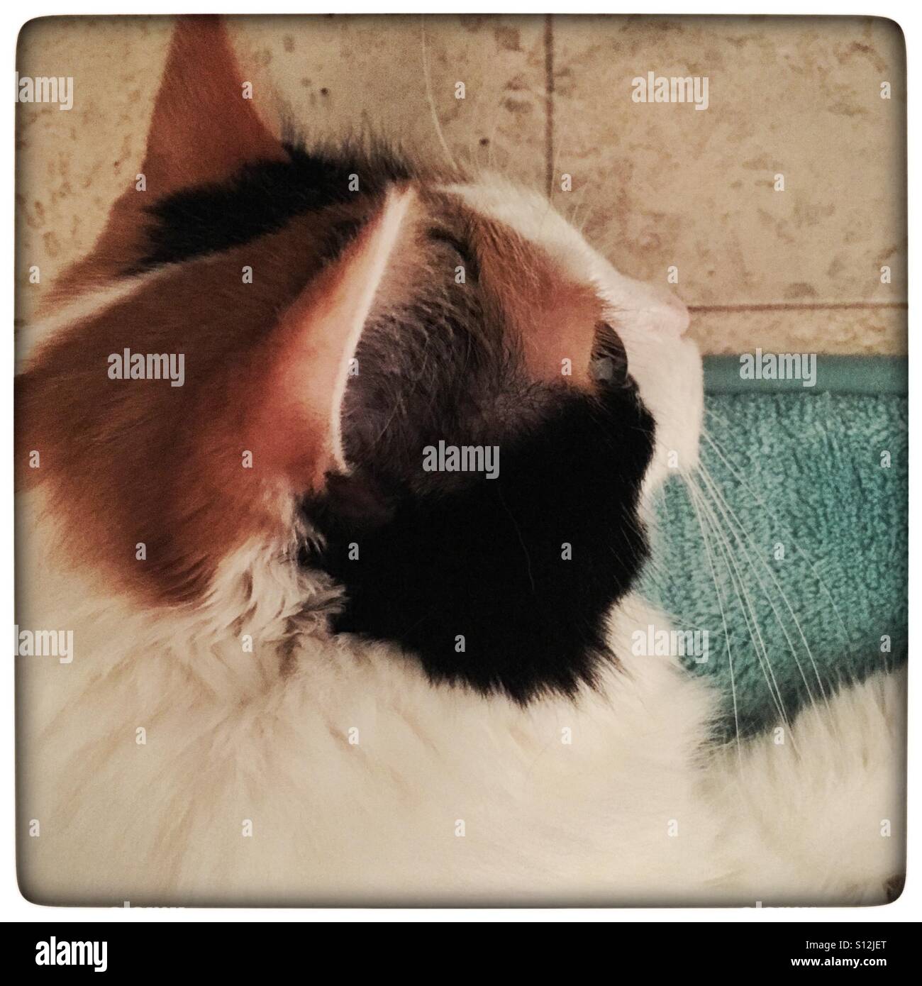 Calico cat laying on the rug Stock Photo - Alamy