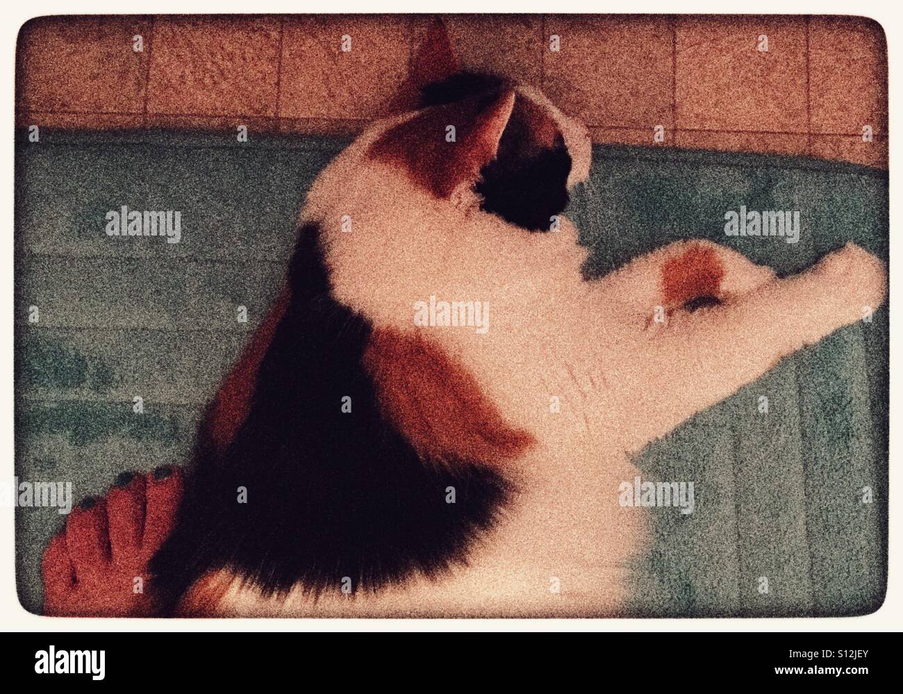 Miss calico hi-res stock photography and images - Alamy