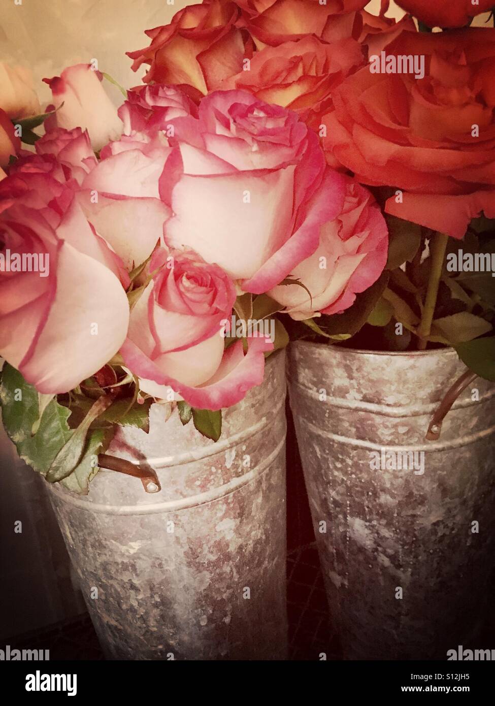 Buckets of roses Stock Photo - Alamy