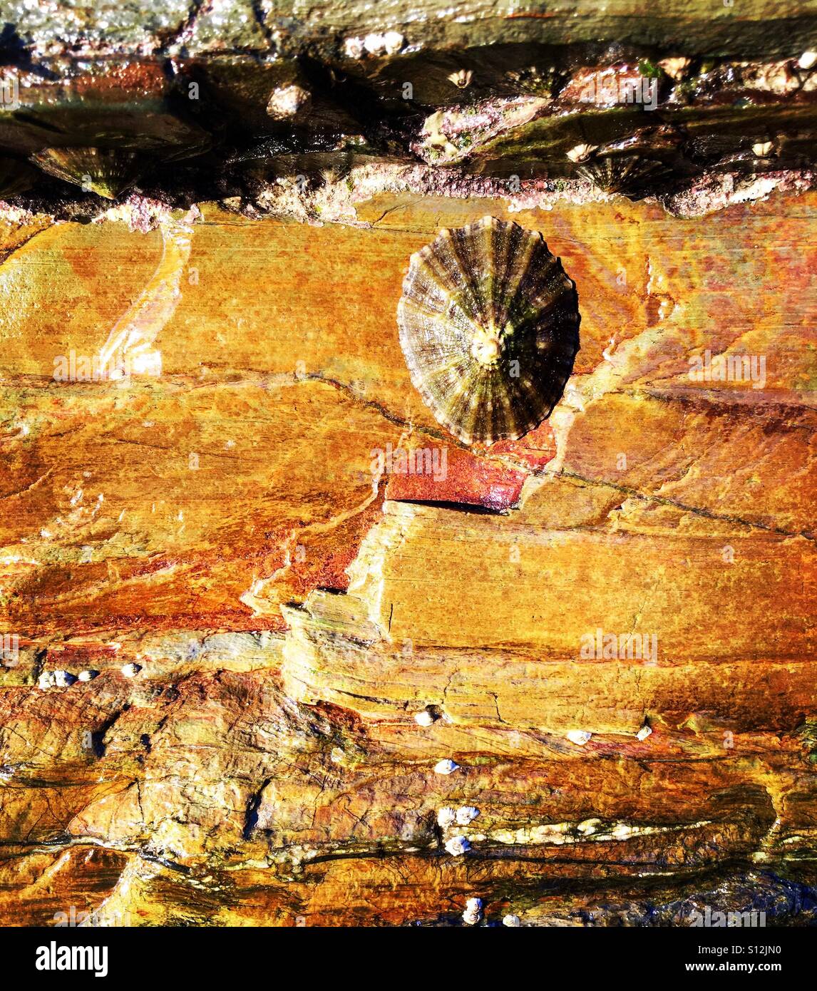 Limpet clinging to a rock Stock Photo - Alamy
