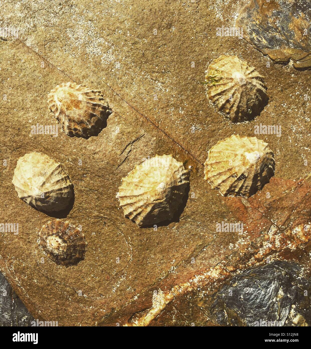 Six limpets clinging to a rock Stock Photo - Alamy