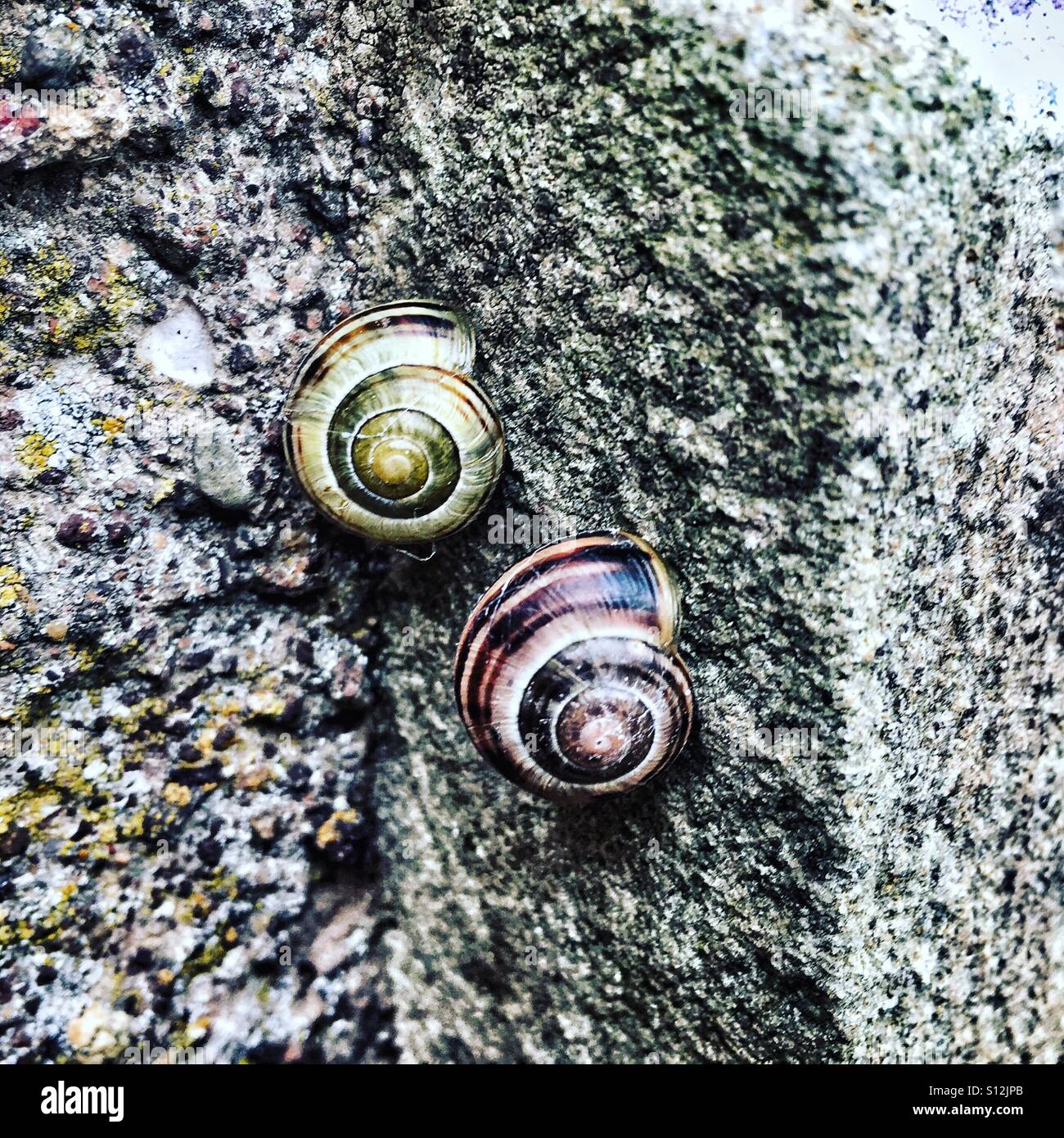 Two snail shells in the hi-res stock photography and images - Alamy