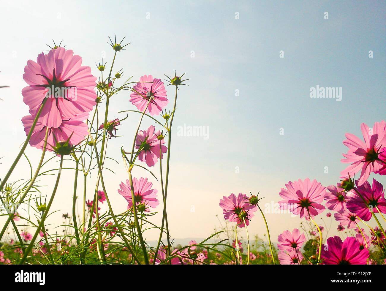Cosmos flower field hi-res stock photography and images - Alamy