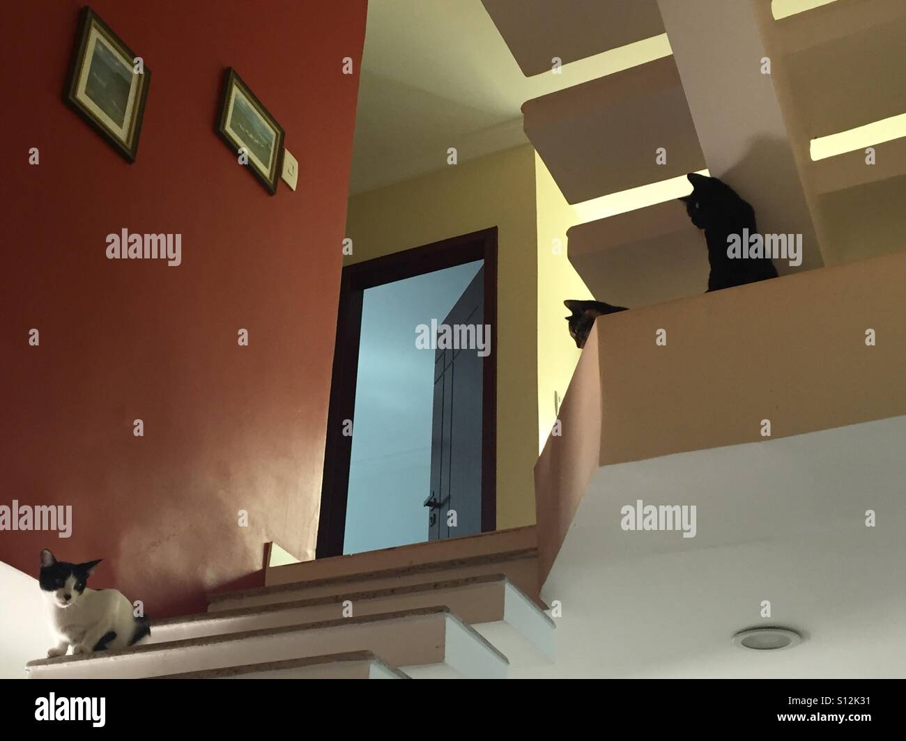 House of Cats Stock Photo - Alamy