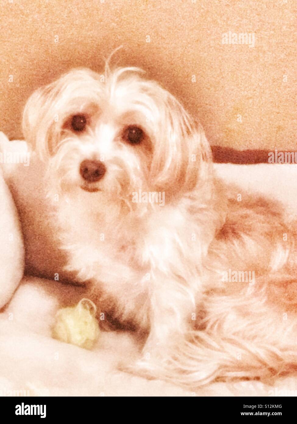 Little dog with sweet cute face Stock Photo - Alamy