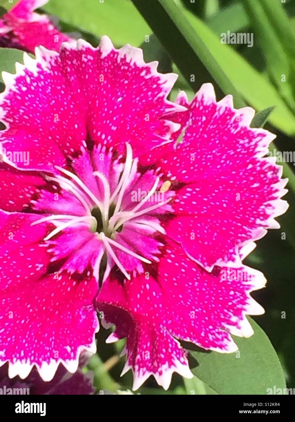 Pink filter hi-res stock photography and images - Alamy