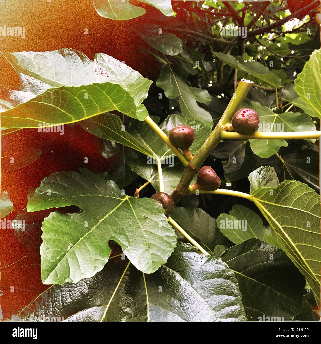Fig tree leaf hi-res stock photography and images - Alamy