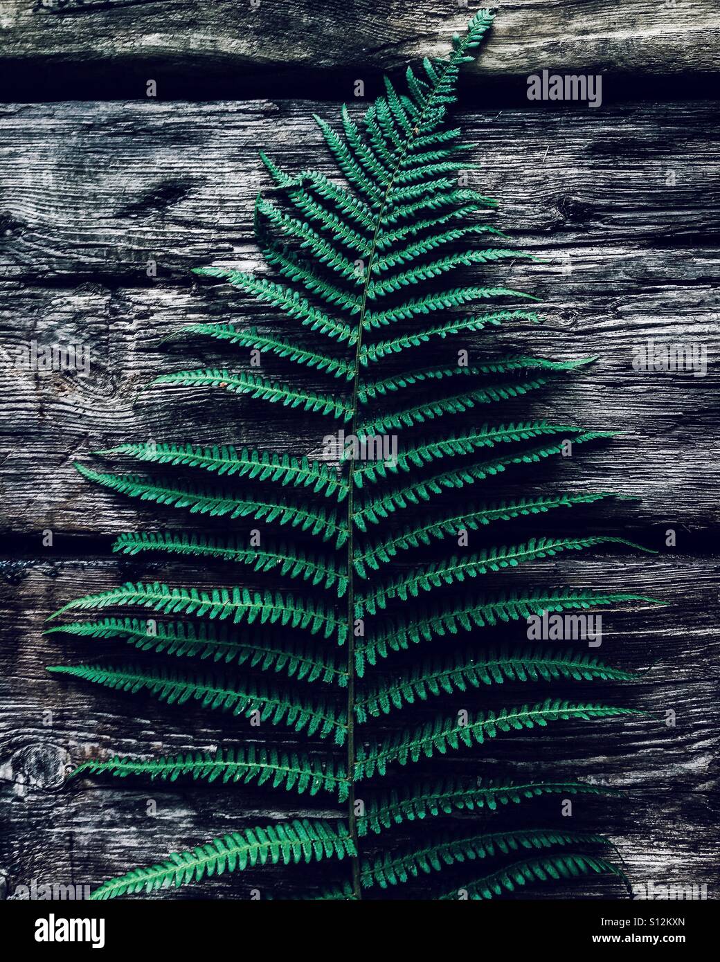 Simple green leaf hi-res stock photography and images - Alamy