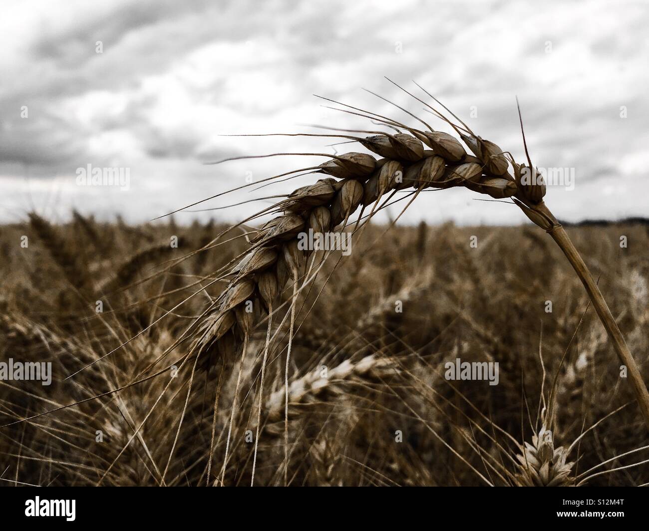 Near sepia field of wheat Stock Photo - Alamy