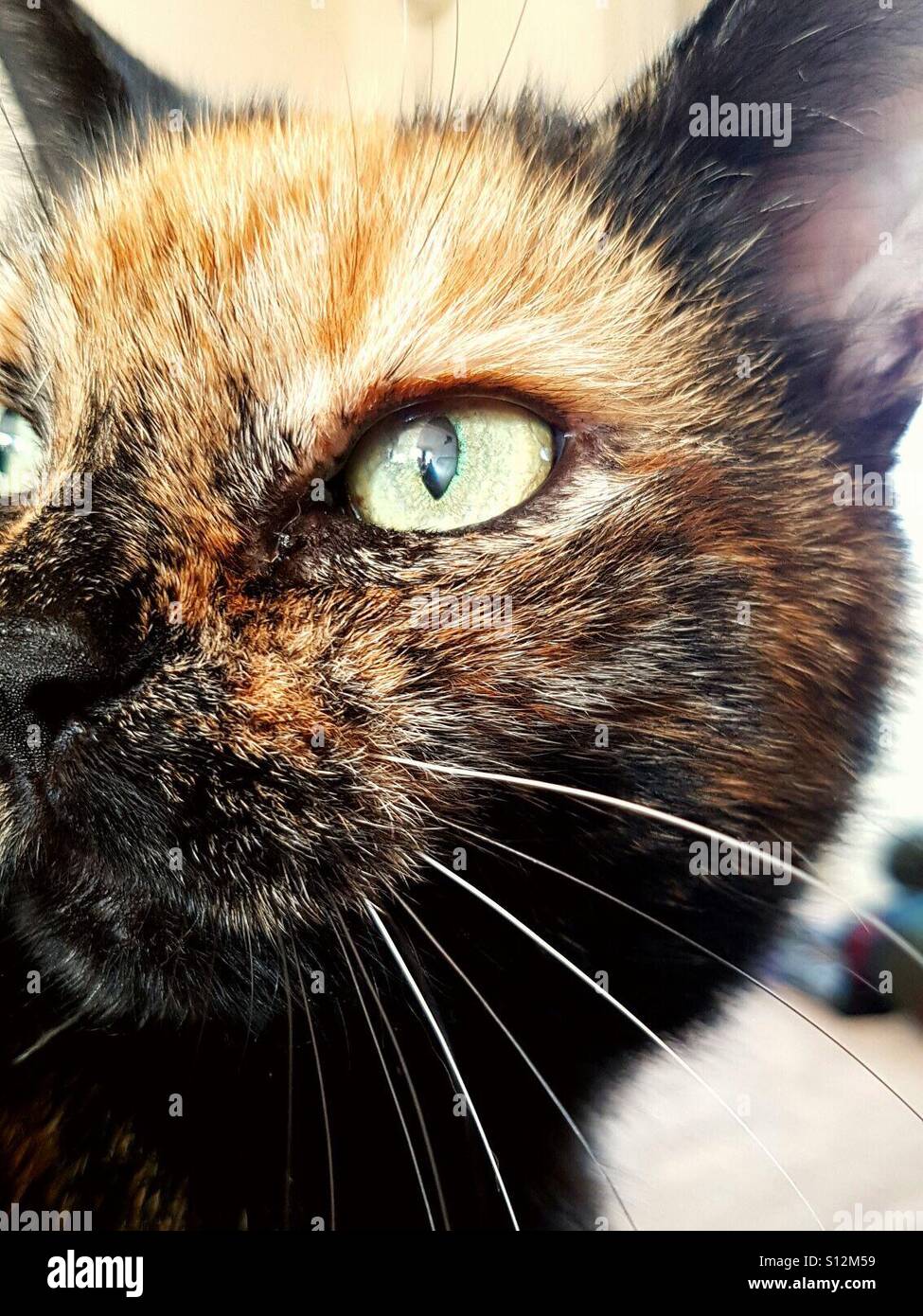 Tortoiseshell shell hi-res stock photography and images - Alamy