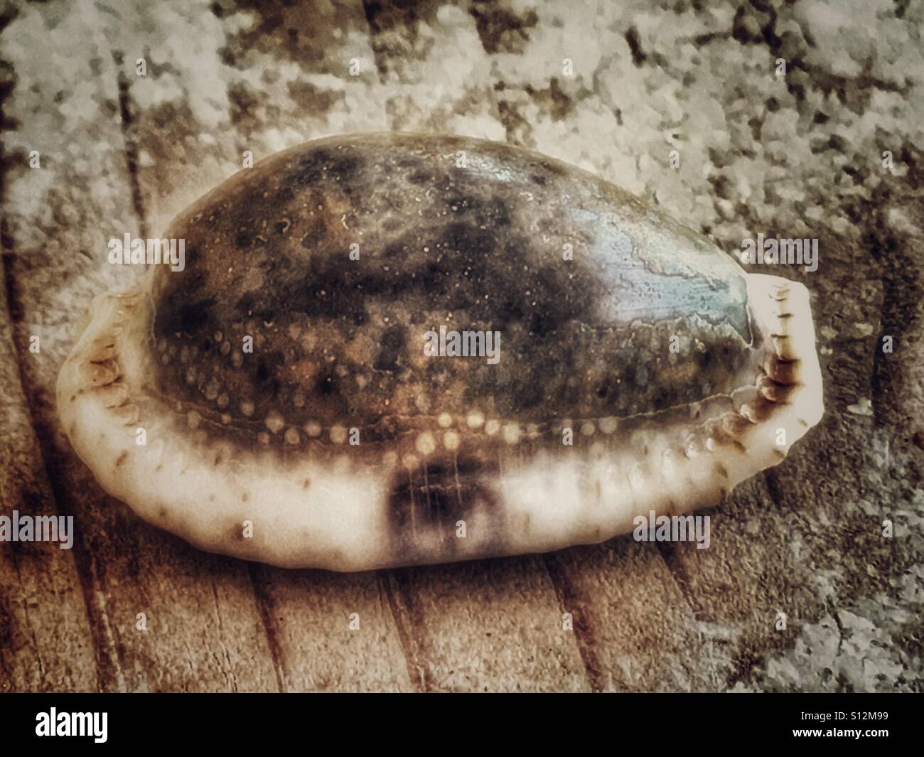 Cowrie gastropod hi-res stock photography and images - Alamy