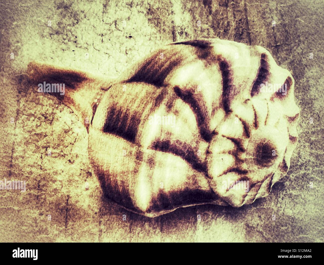 Lightning whelk, Busycon contrarium Stock Photo - Alamy