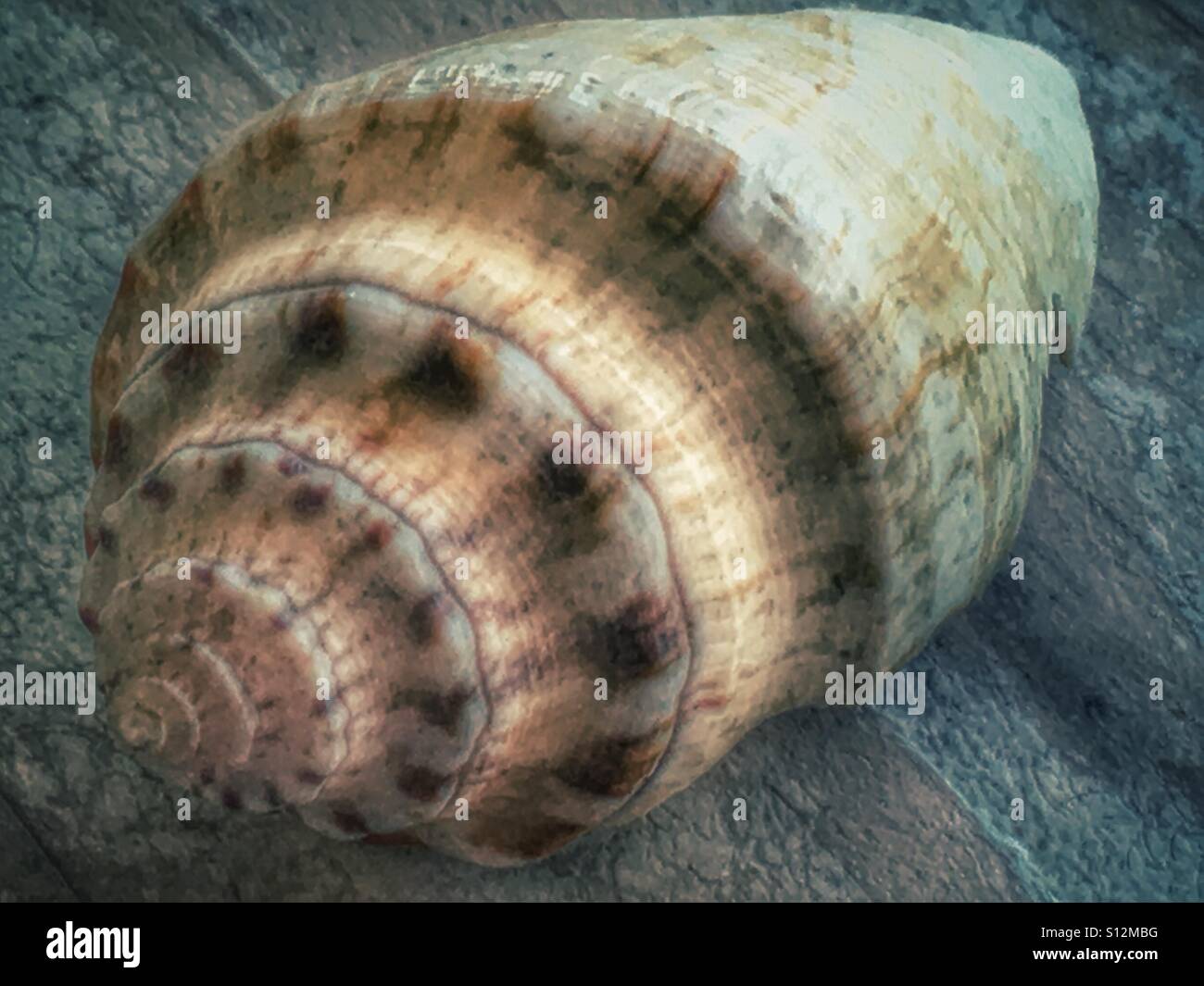 Spiralling shell hi-res stock photography and images - Alamy