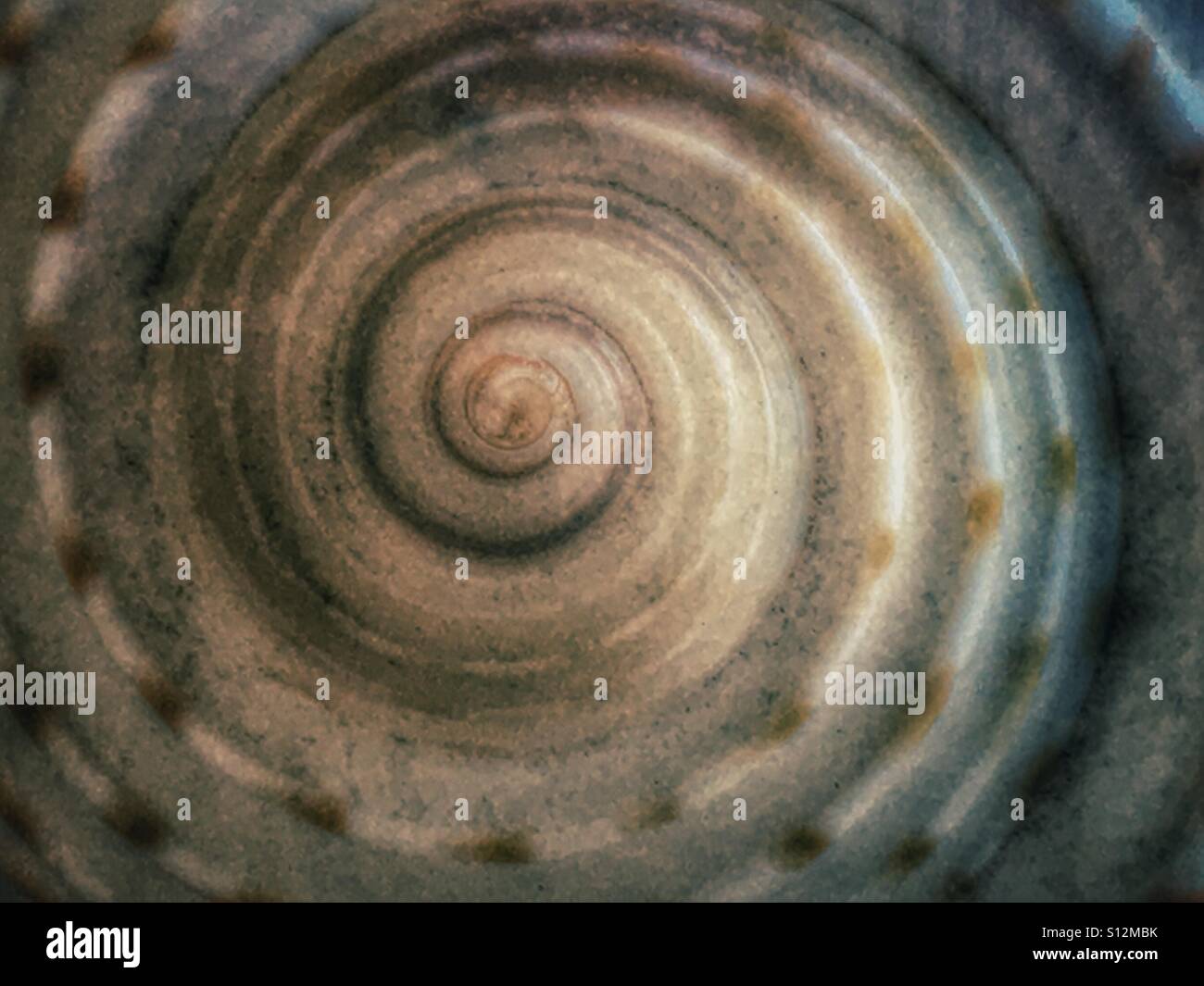 Seashell circle hi-res stock photography and images - Alamy