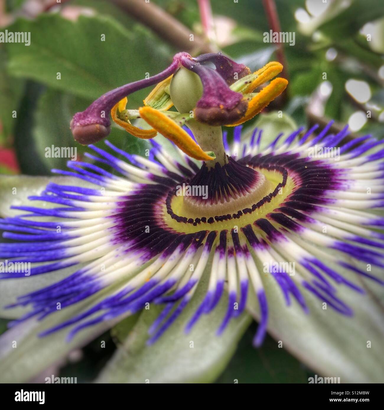 Passiflora stigma hi-res stock photography and images - Alamy