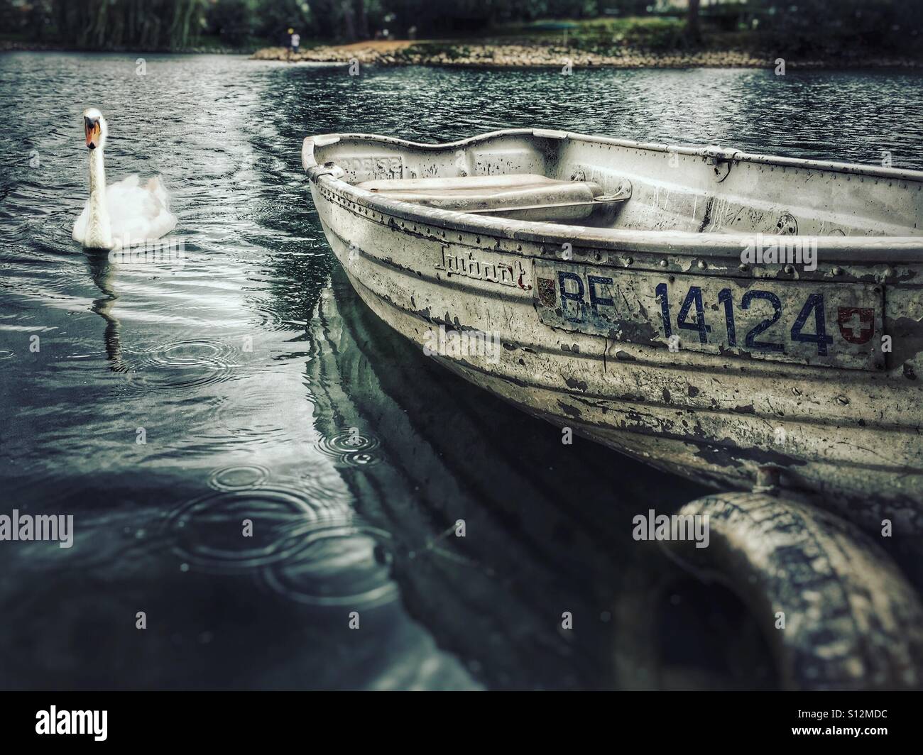 Distressed old rowing boat and swan, Aare river, Switzerland Stock ...