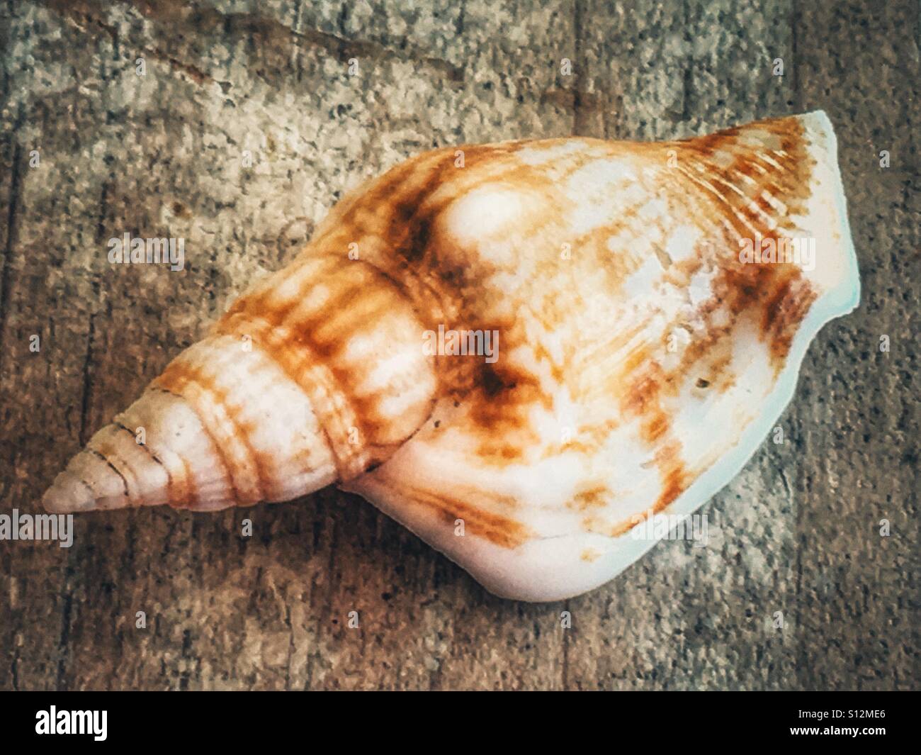 Seashell, Campbell's Conch Stock Photo - Alamy