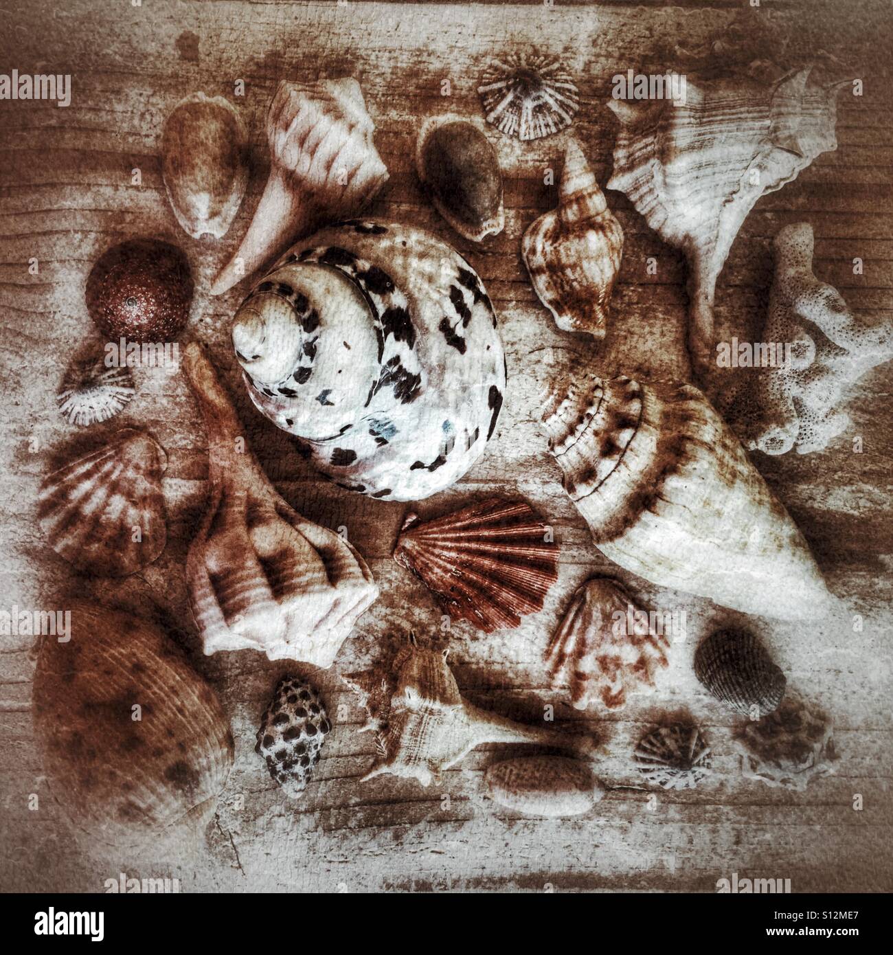 Collection of cowries shells hi-res stock photography and images - Alamy