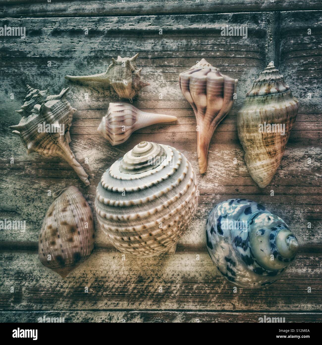 Collection of seashells. Flat lay photography Stock Photo - Alamy