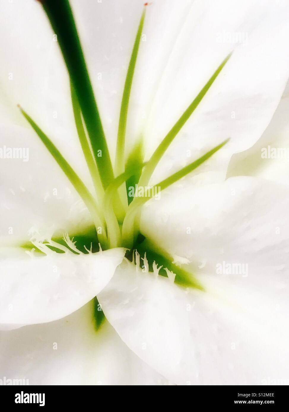 Close up Lilly Stock Photo - Alamy