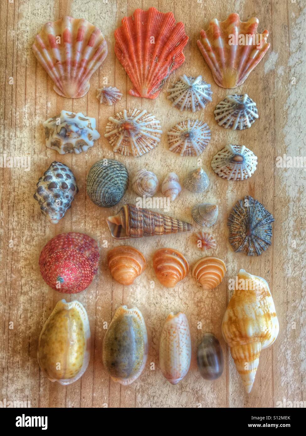 Seashell Photography