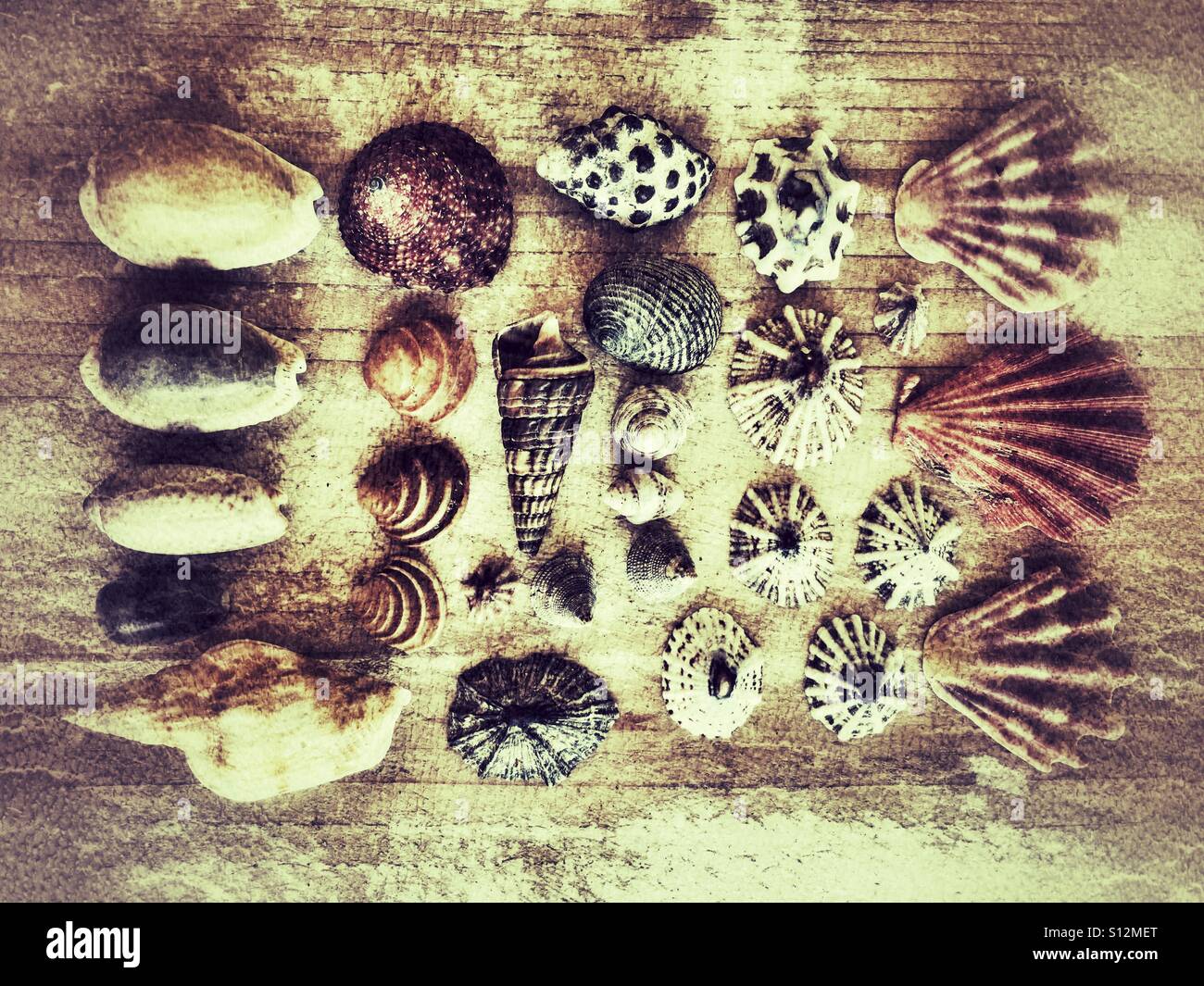 Collection of cowries shells hi-res stock photography and images - Alamy