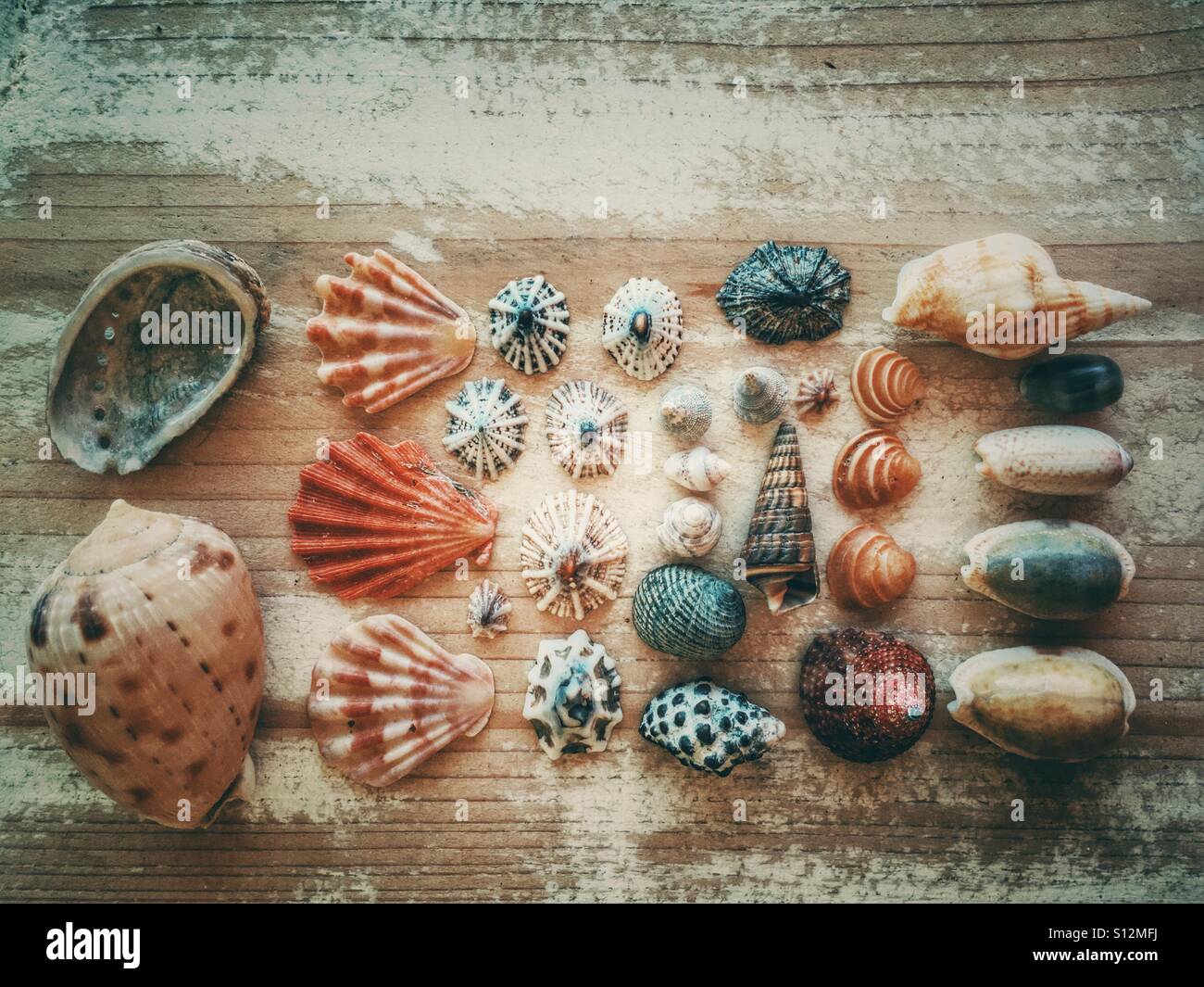 Seashell collection. Flat lay photography Stock Photo - Alamy