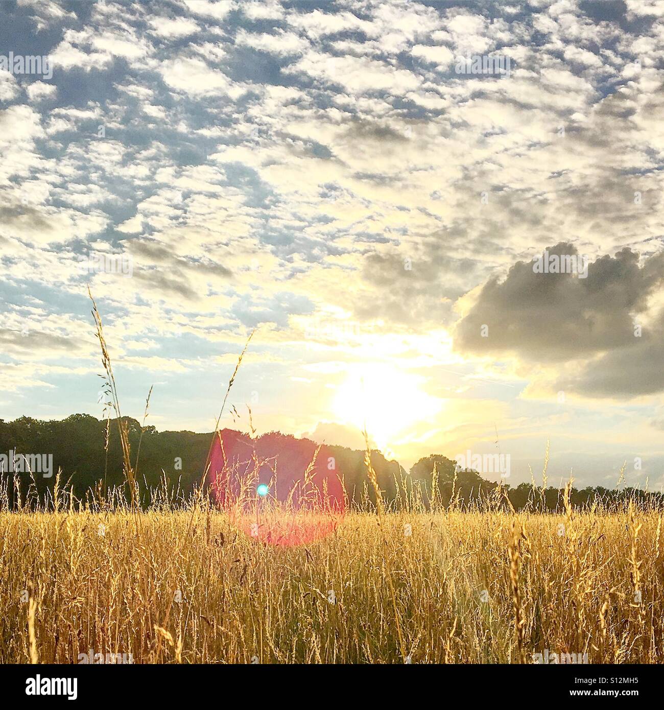 Gold fields hi-res stock photography and images - Alamy