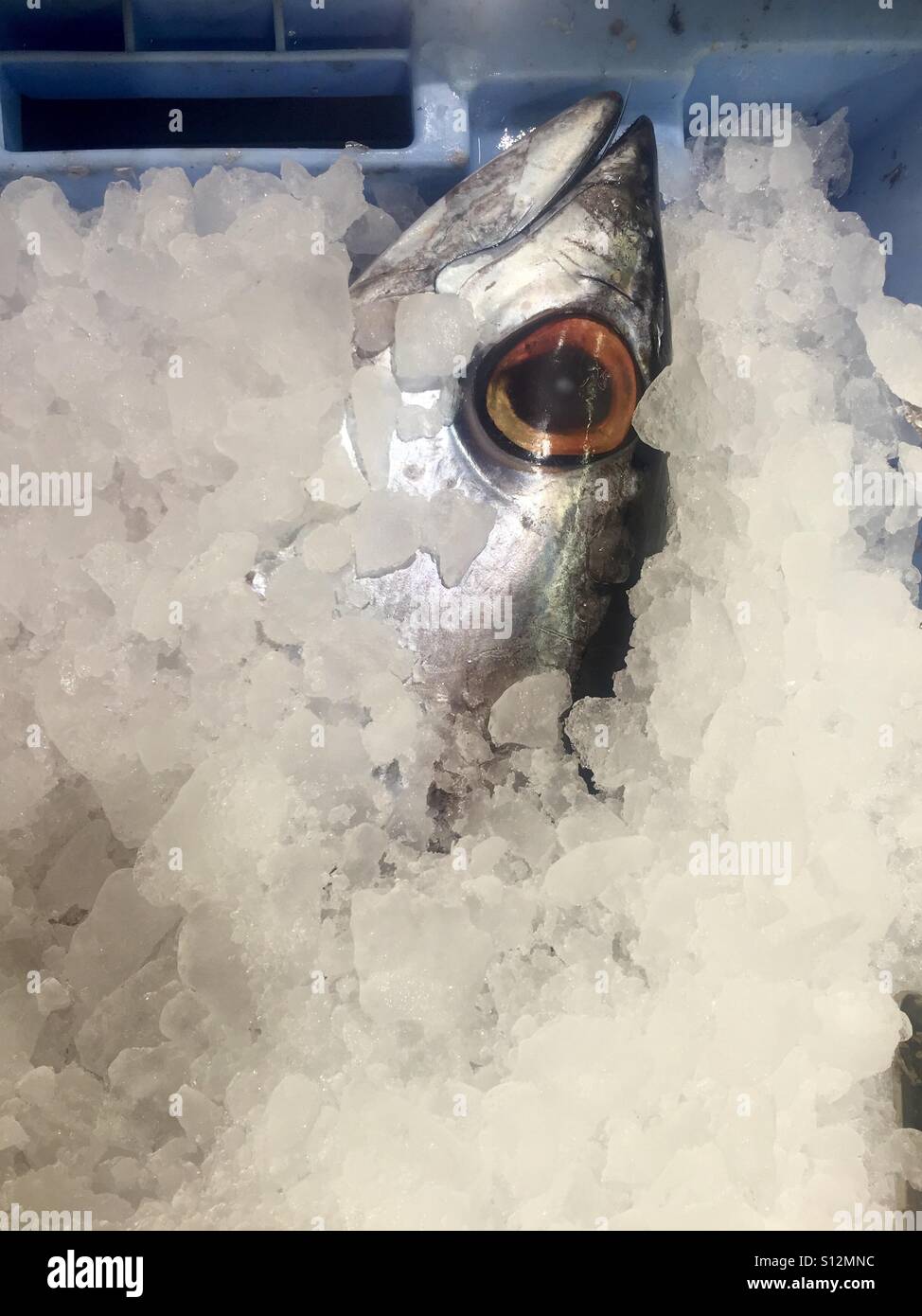 Frozen eye fish hi-res stock photography and images - Alamy