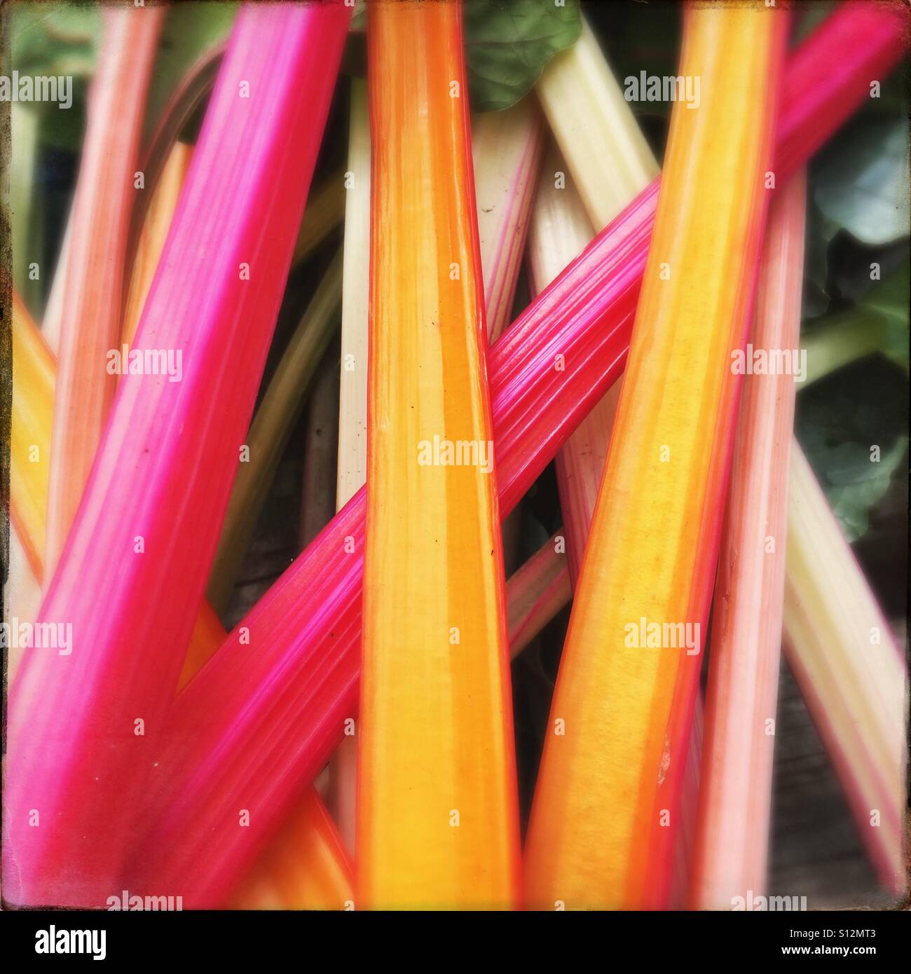 Stalks of Swiss Chard Stock Photo - Alamy