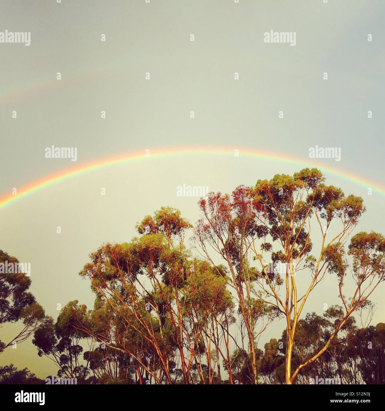 Rainbow gum hi-res stock photography and images - Alamy