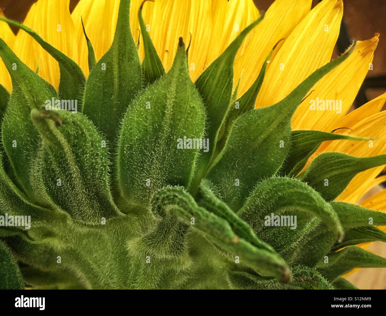 Underside of a sunflower with lots of texture Stock Photo - Alamy