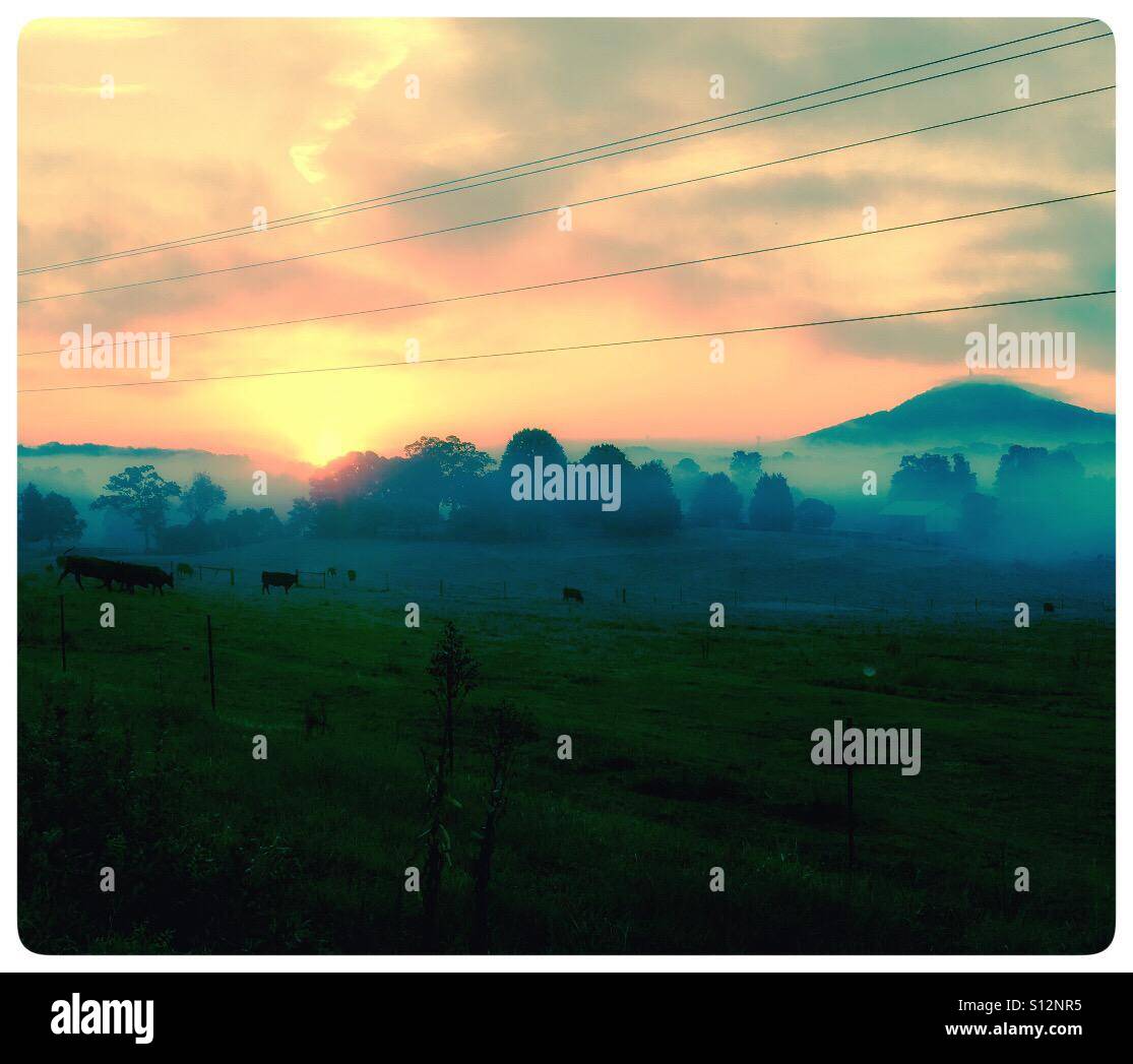 Cow sunrise hi-res stock photography and images - Alamy