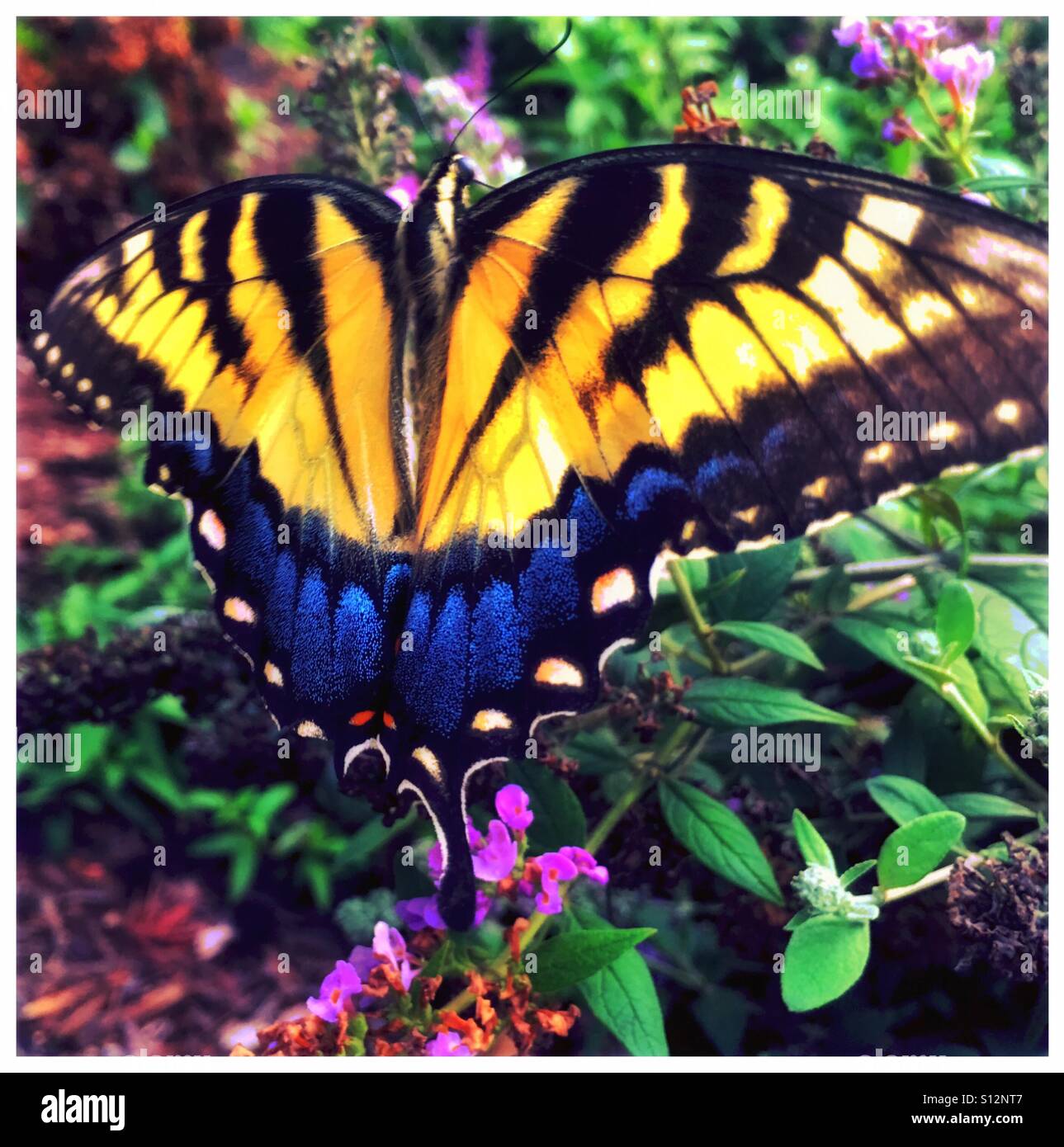 Butterfly on a butterfly bush Stock Photo - Alamy