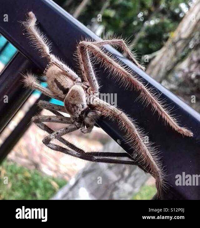 Large Huntsman Stock Photos & Large Huntsman Stock Images - Alamy