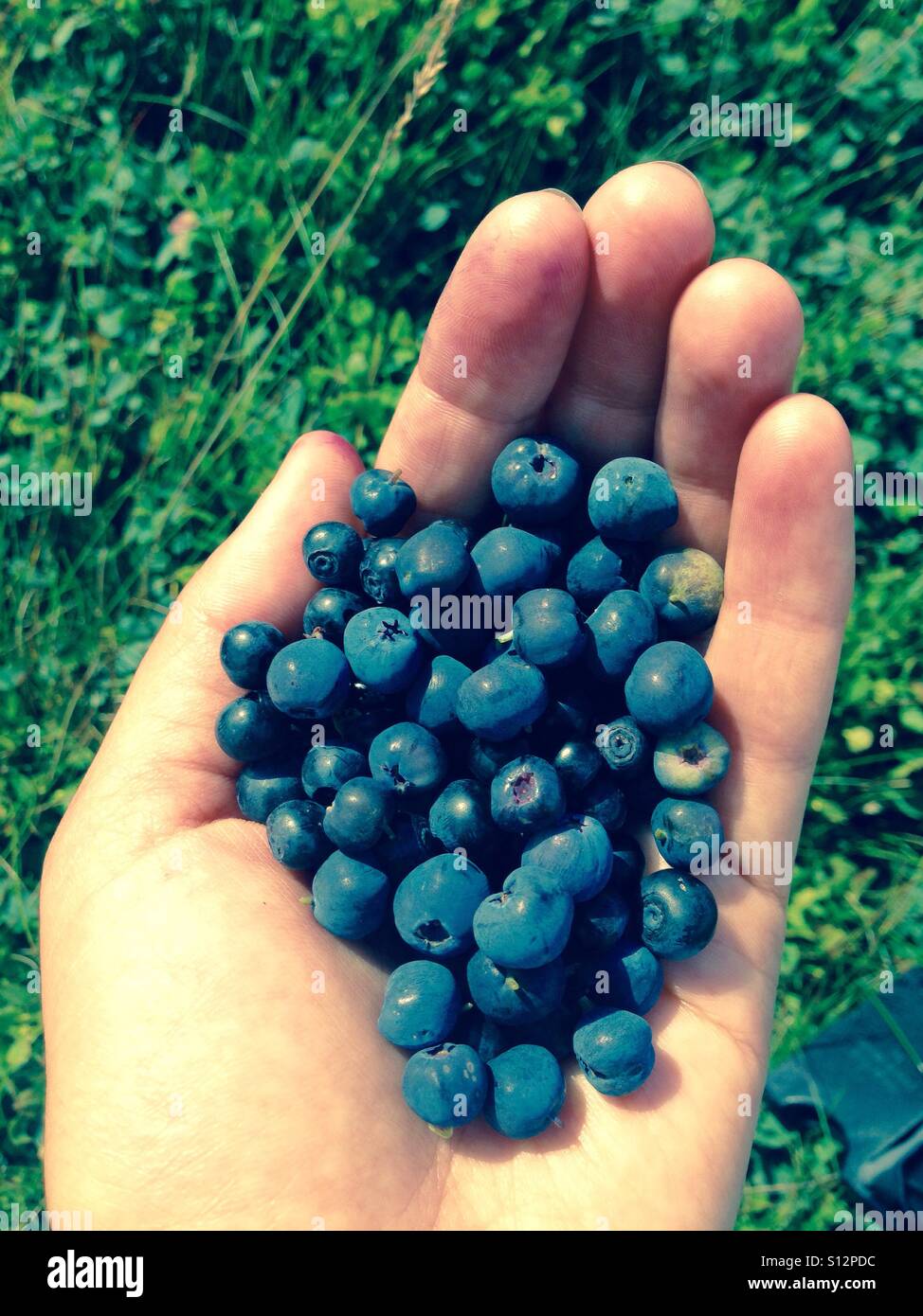 Handful of blueberries Stock Photo - Alamy