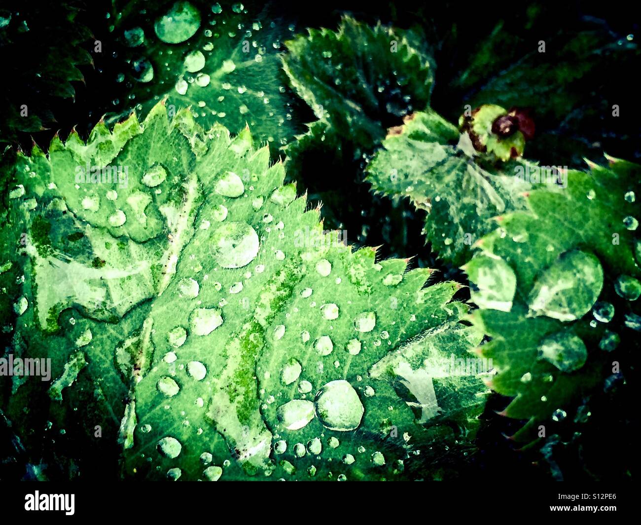 Spiked edges hi-res stock photography and images - Alamy