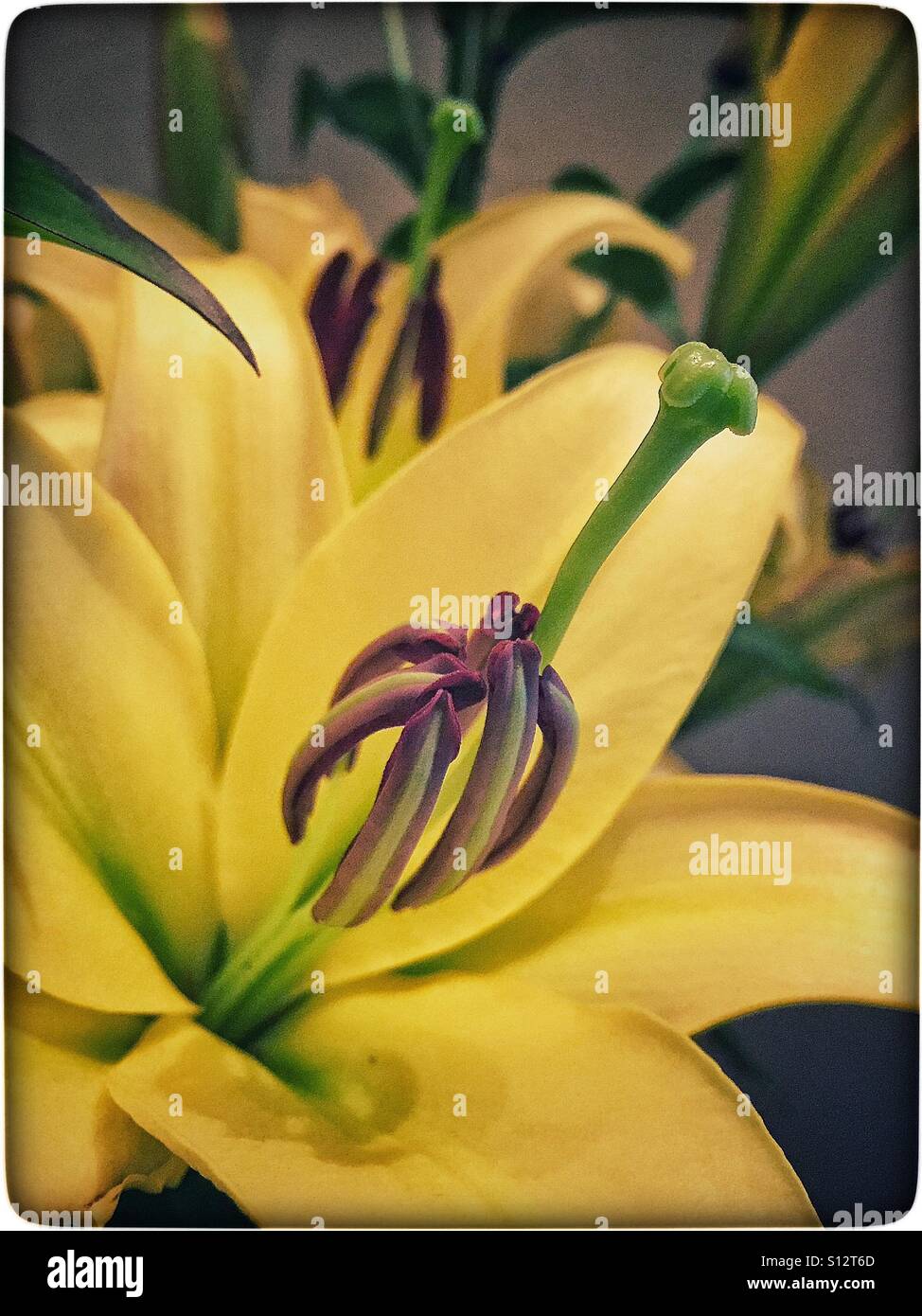 Happy lily hi-res stock photography and images - Alamy