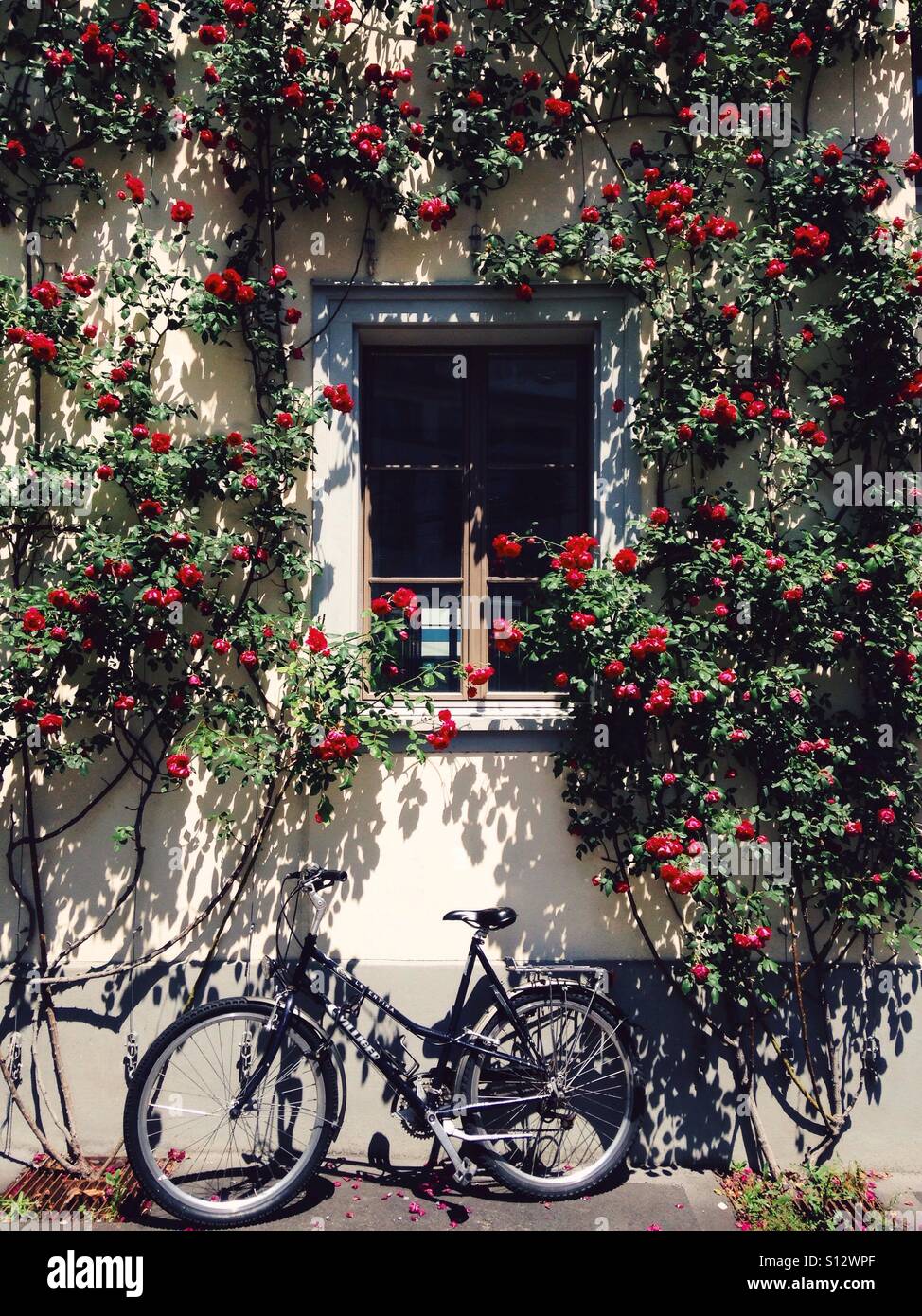 A window in bloom Stock Photo - Alamy