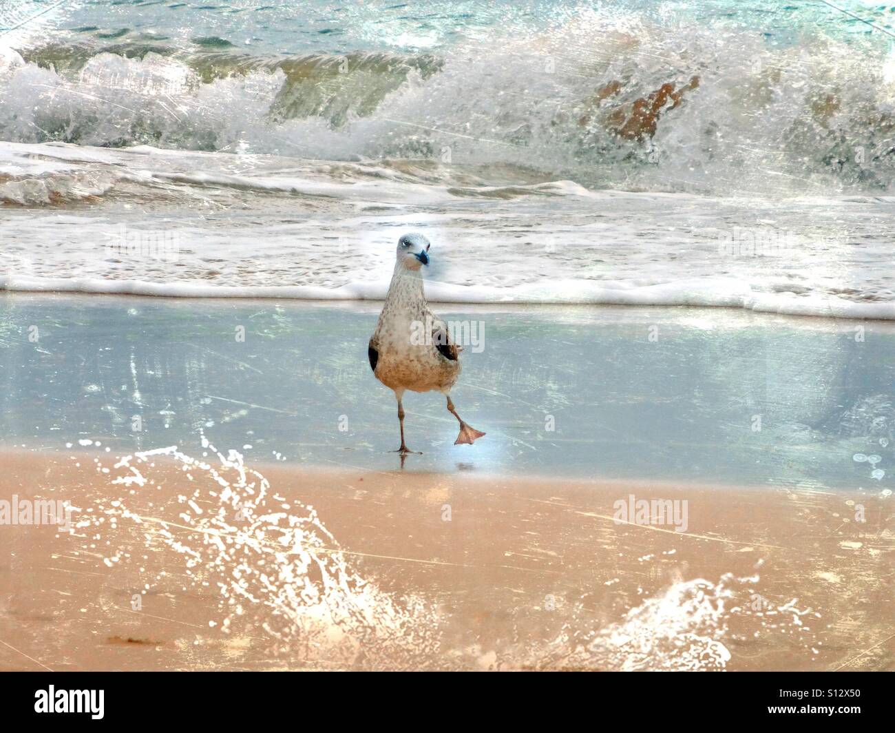 dancing in the rain"... funny seagull...! Stock Photo - Alamy